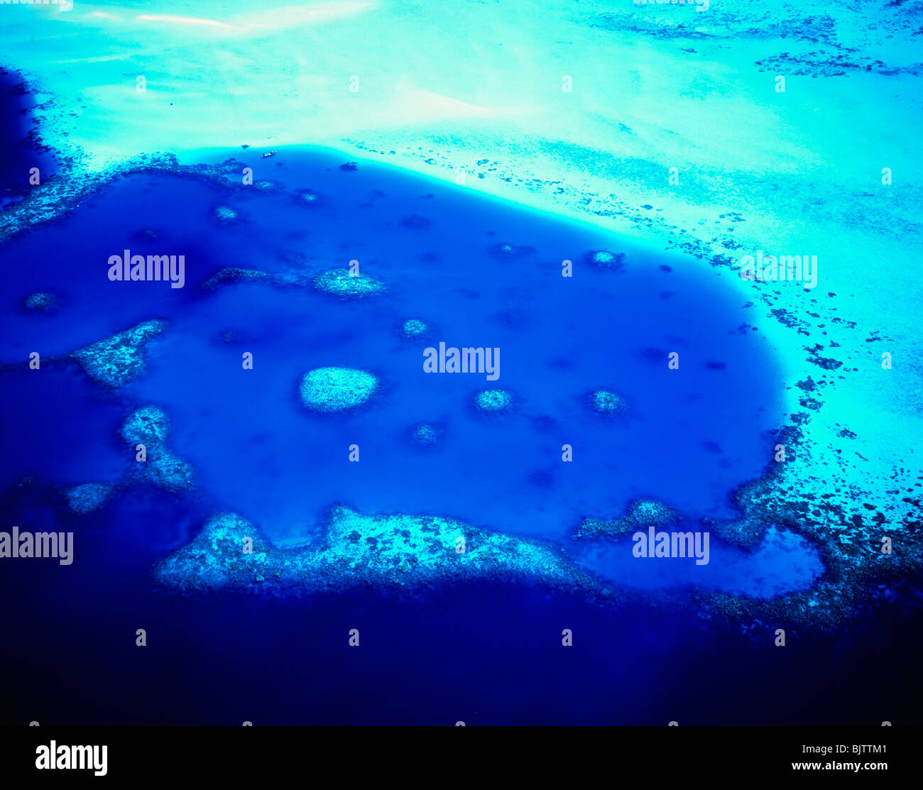 Blue coral reef Stock Photo - Alamy