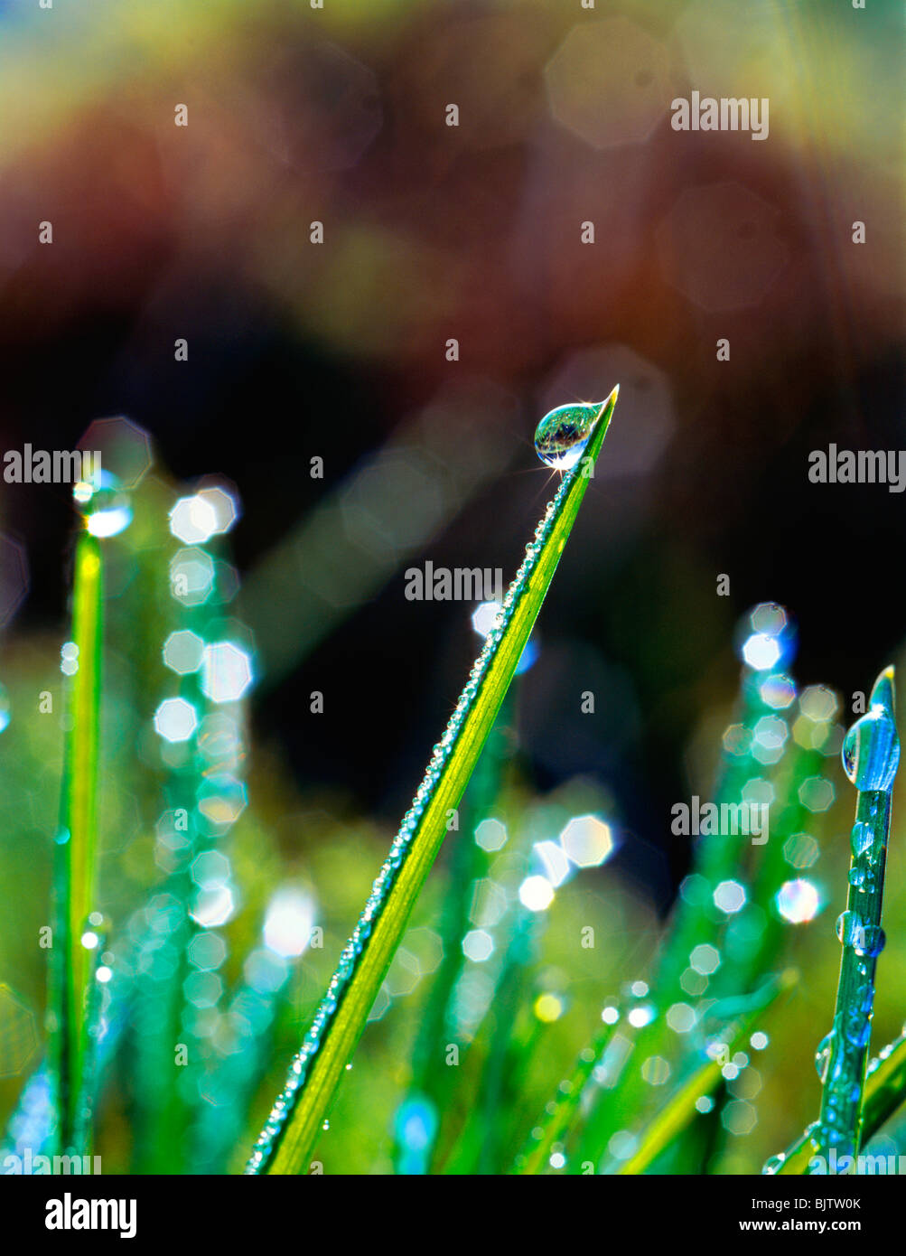 Waterdrops on grass Stock Photo - Alamy