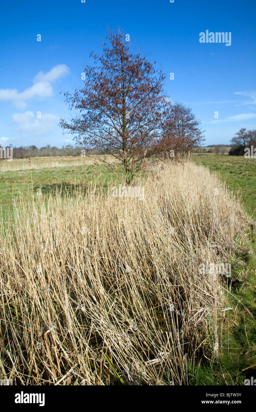 Drainage ditch reeds growing marsh hi-res stock photography and images ...