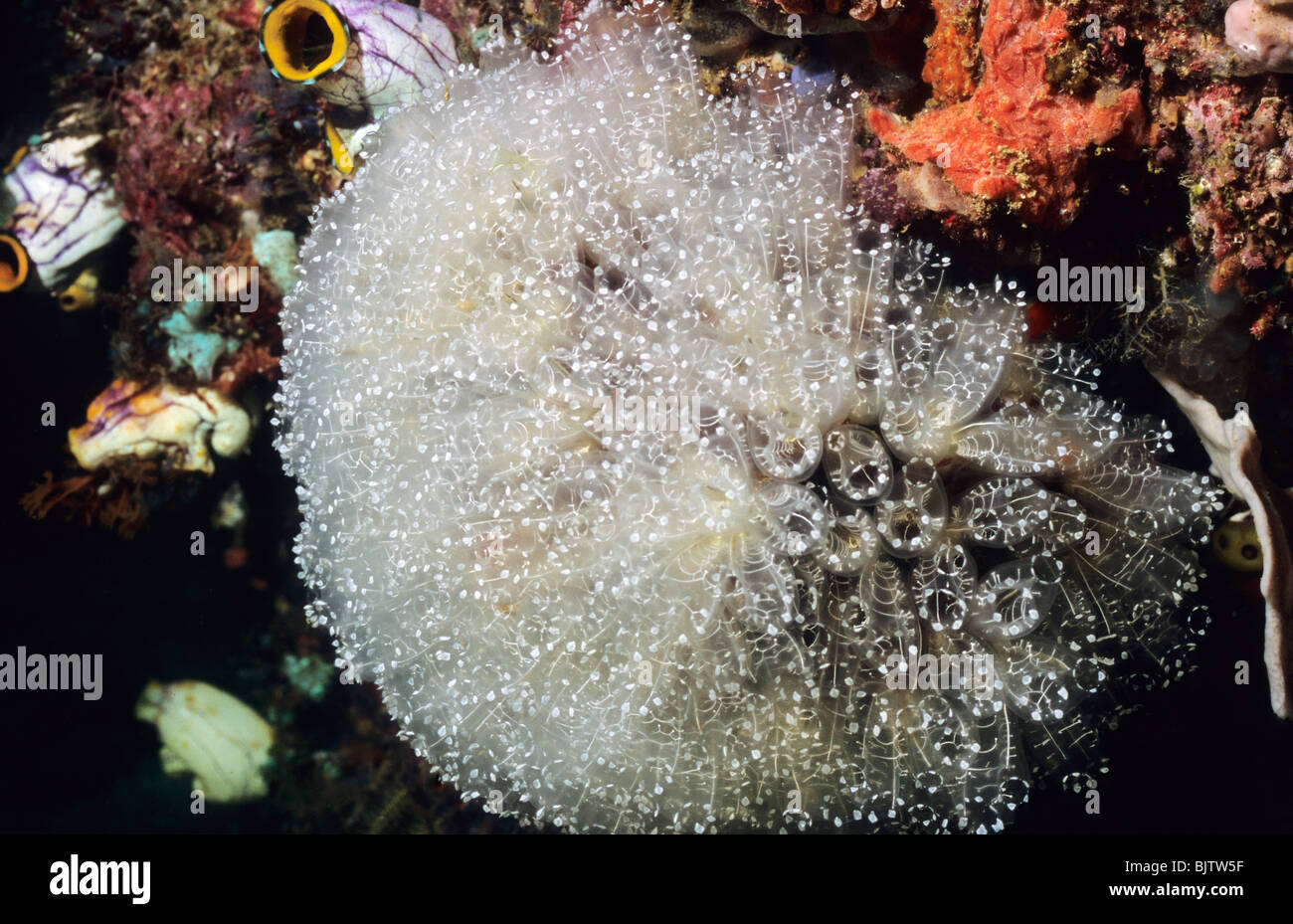 Tunicates scuba tourism scuba diving liveaboard hi-res stock ...