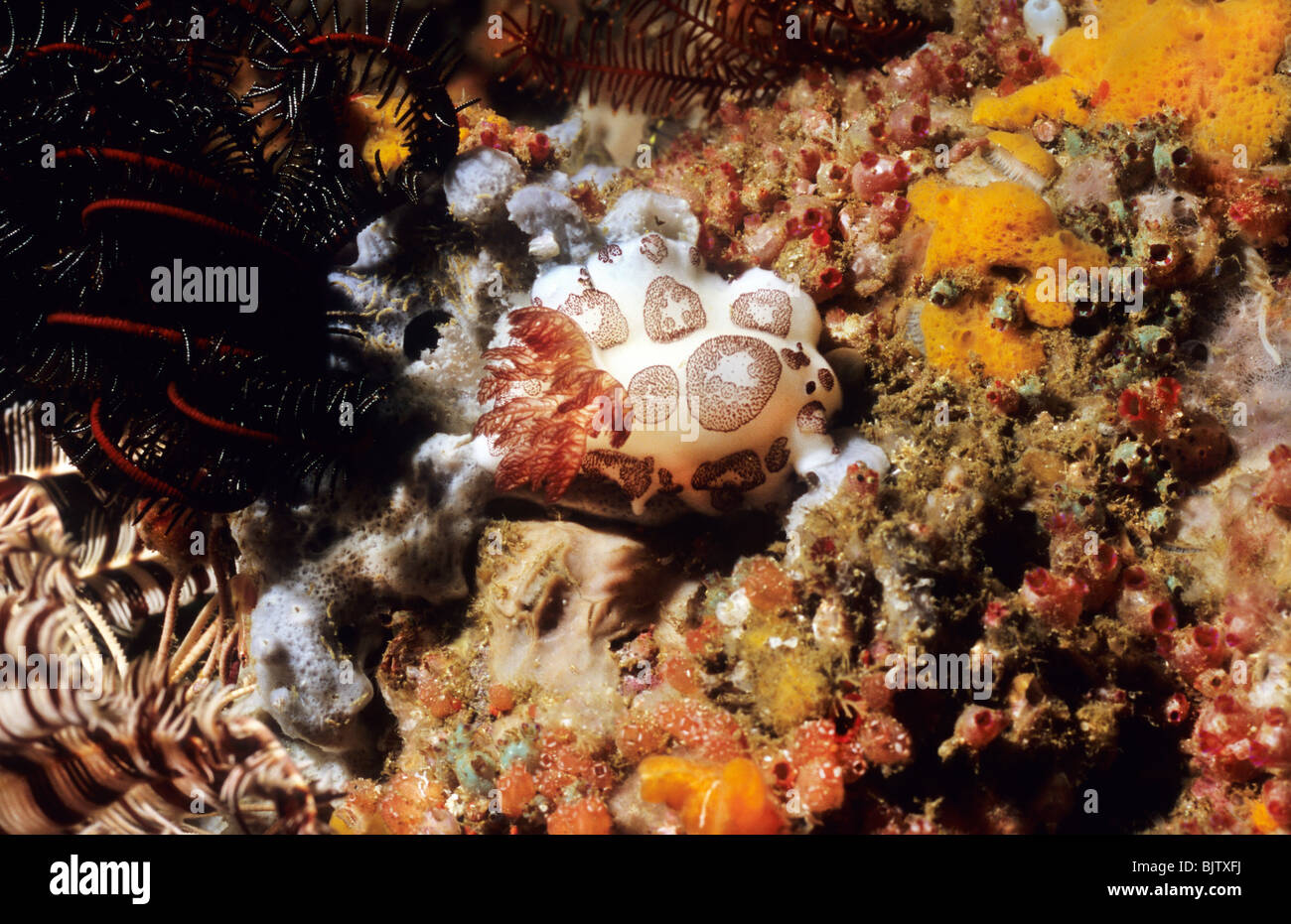 Sea Slug. Nudibranch. Funeral Jorunna. Underwater marine life of the ...
