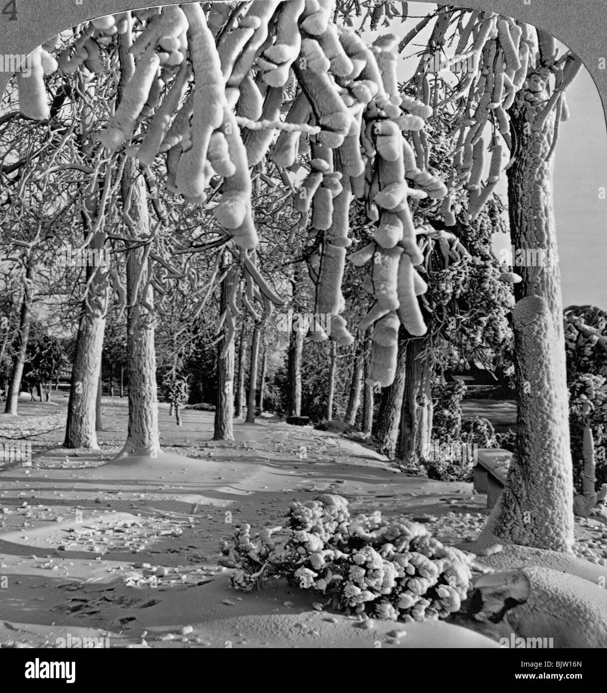 New york nature scene Black and White Stock Photos & Images - Alamy