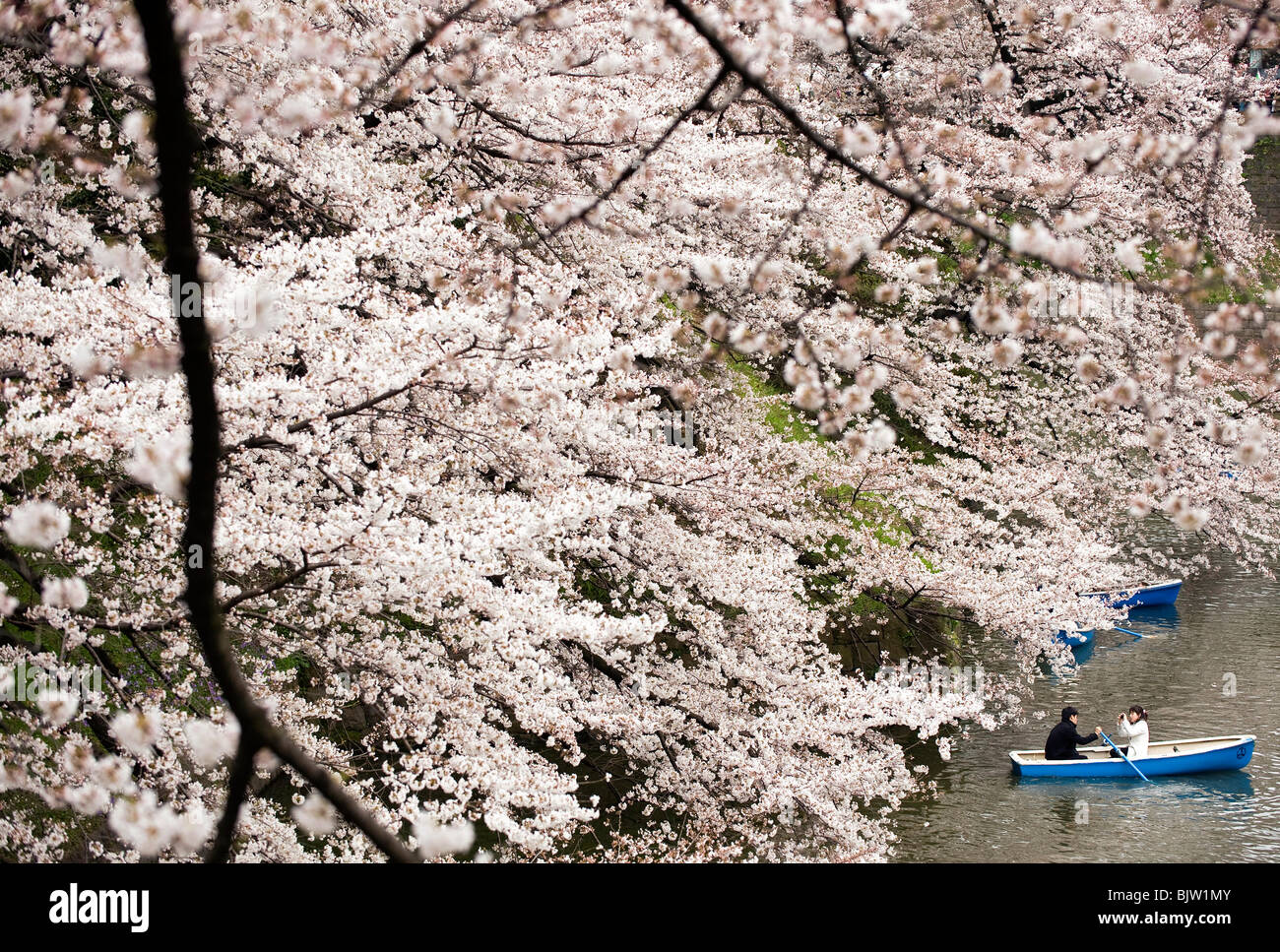 Sightseers aboard rowing boats enjoy the cherry trees that line the ...