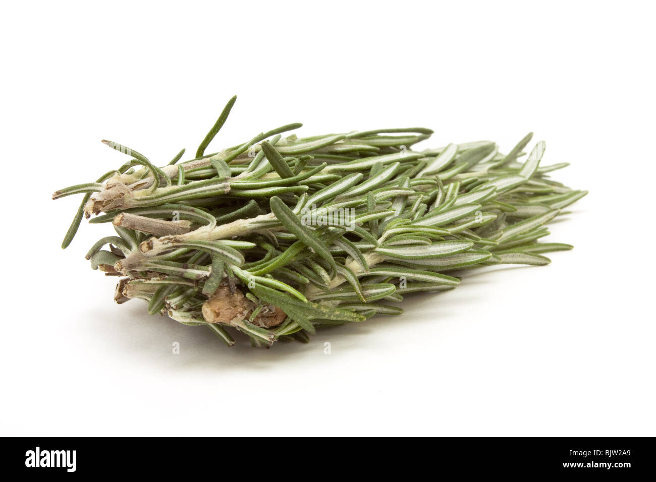 Sprig of Rosemary from low perspective isolated against white ...