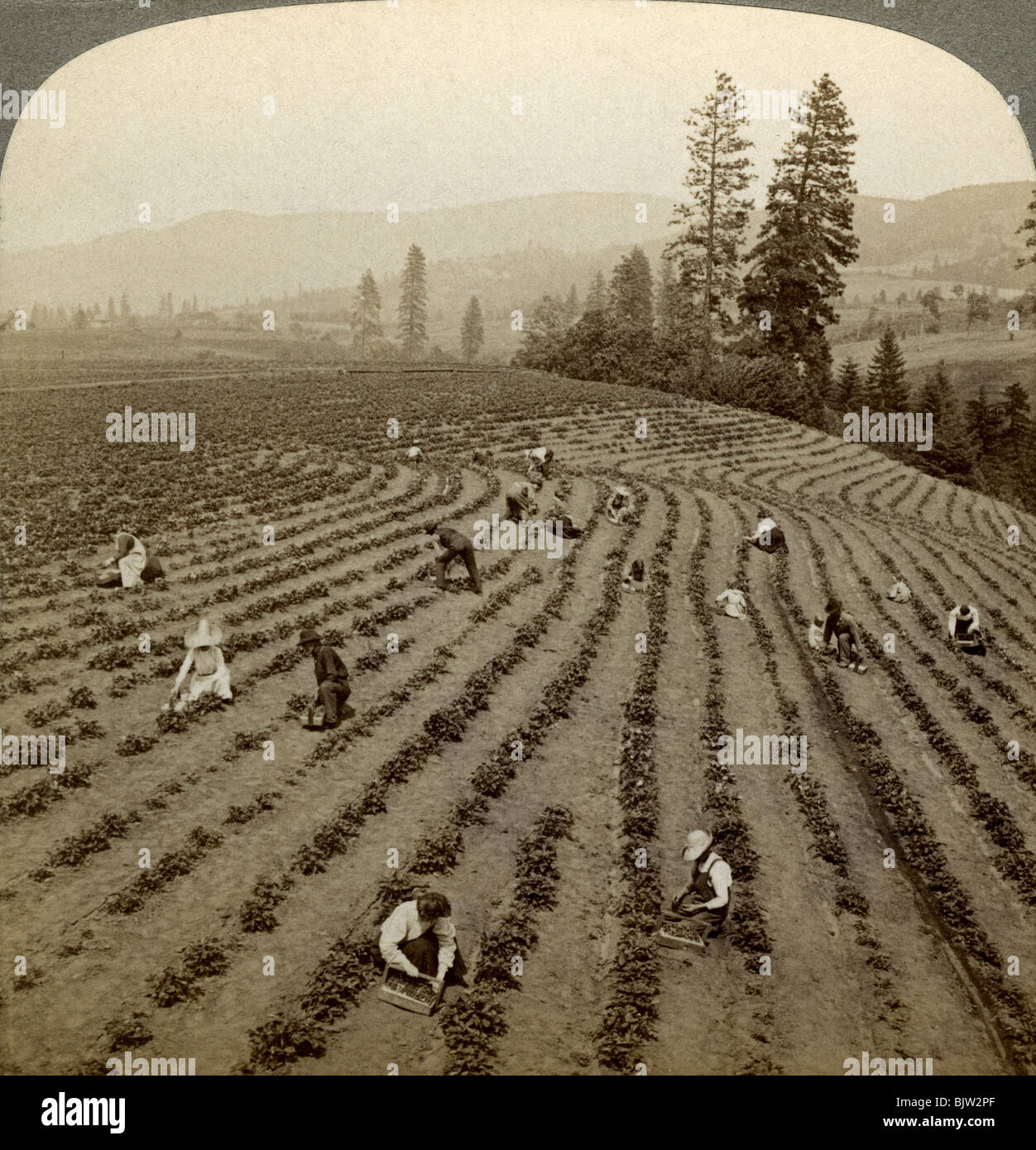Oregon strawberries hood river hi-res stock photography and images - Alamy