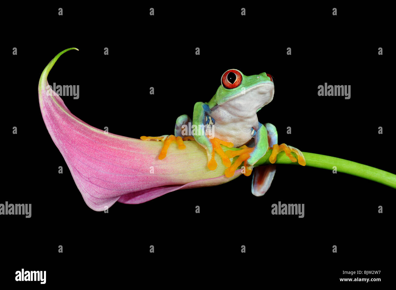 One eyed creatures hi-res stock photography and images - Alamy