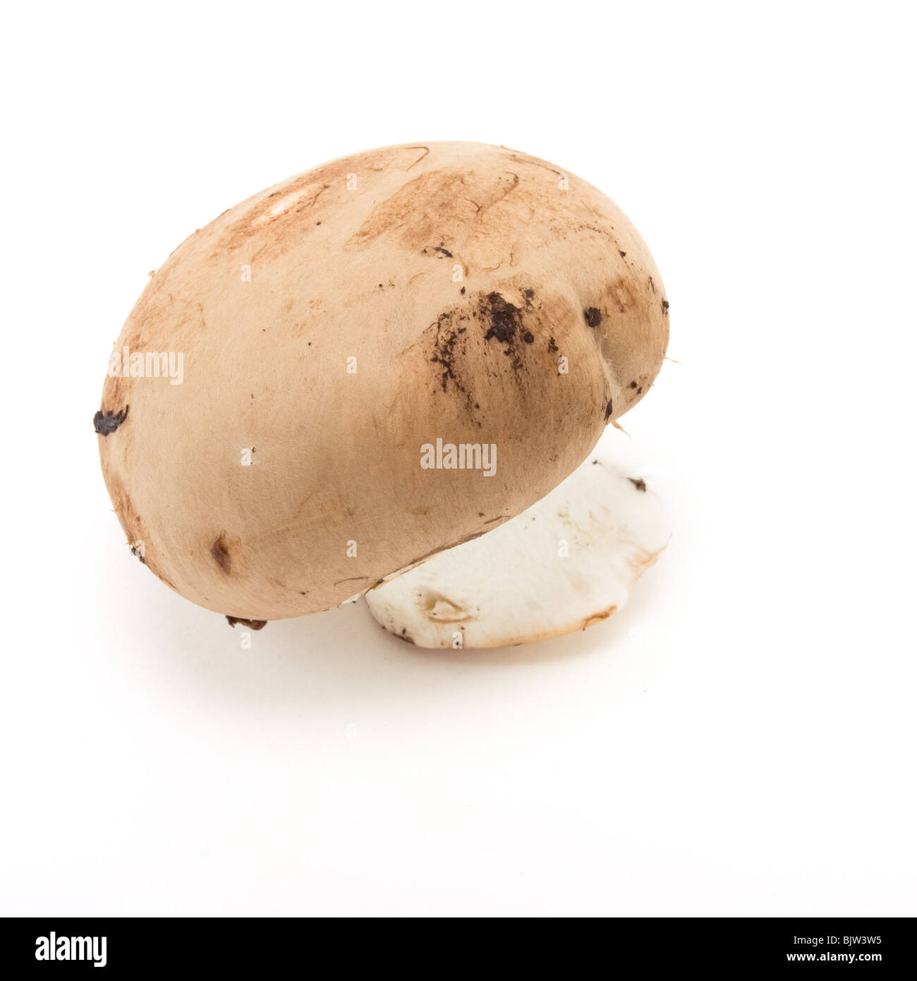 Chestnut Mushrooms from low viewpoint isolated against white background ...