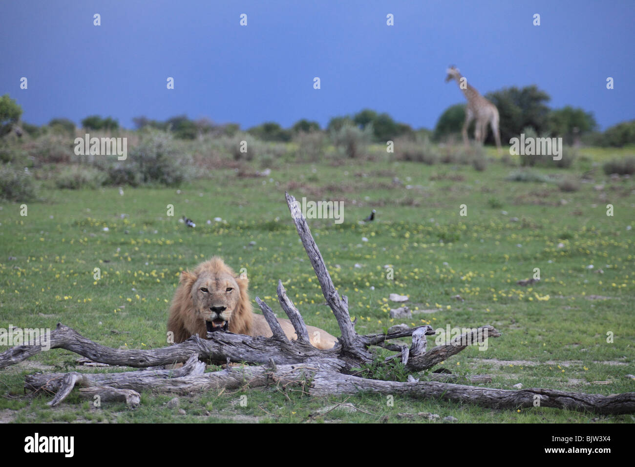 Lion giraffe hi-res stock photography and images - Alamy