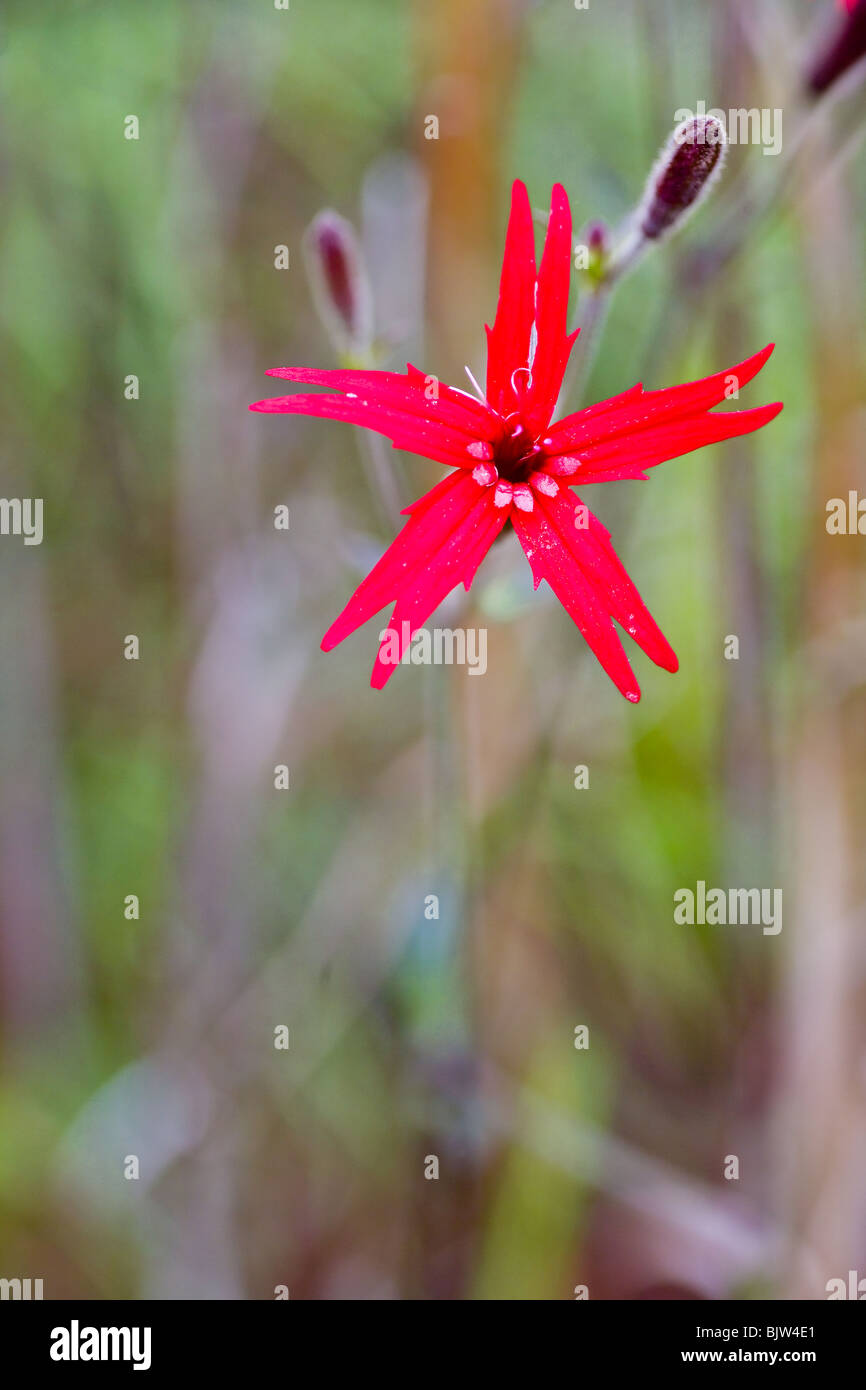 Fire Field Flower High Resolution Stock Photography and Images - Alamy