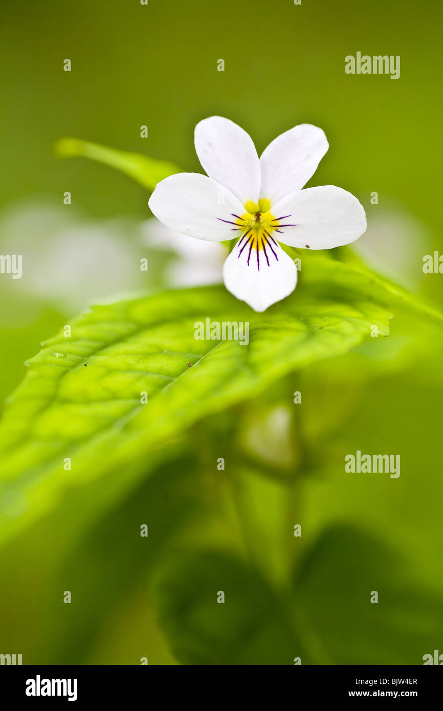 Canada violet viola canadensis hi-res stock photography and images - Alamy