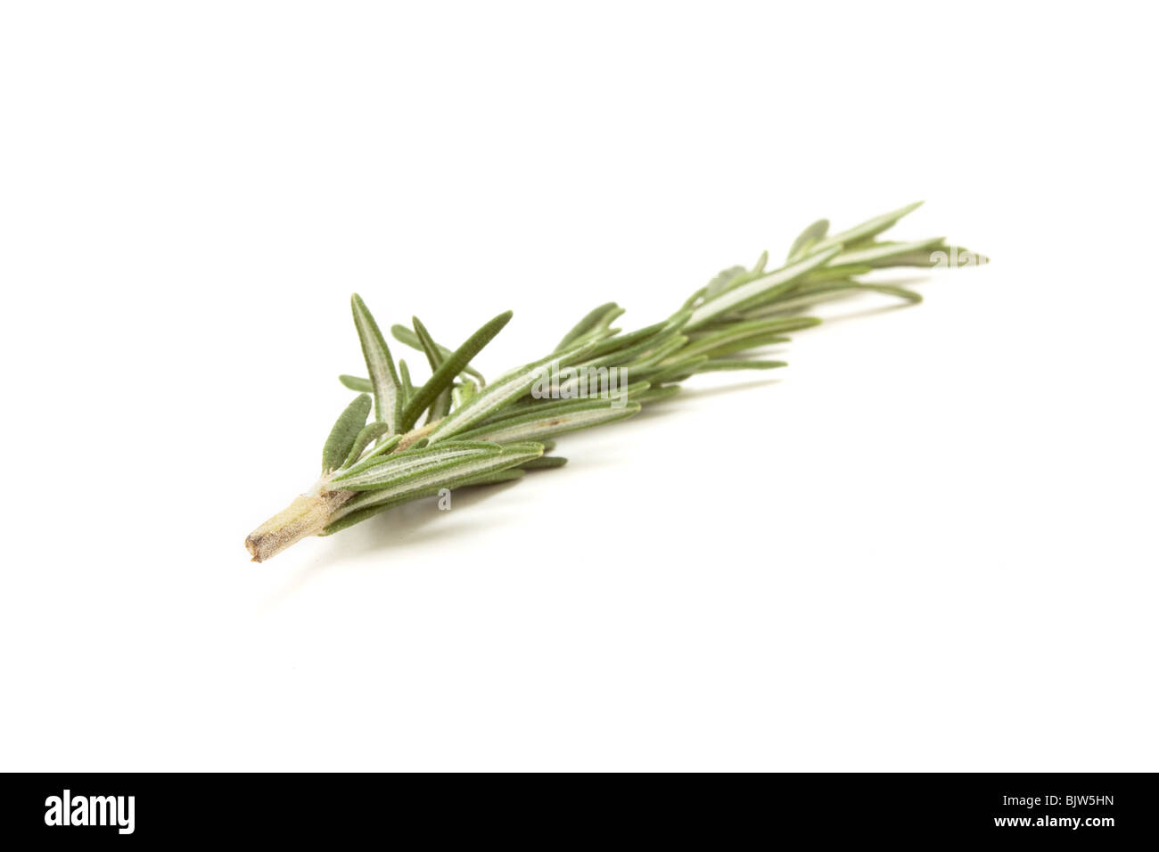 Sprig of rosemary hi-res stock photography and images - Alamy