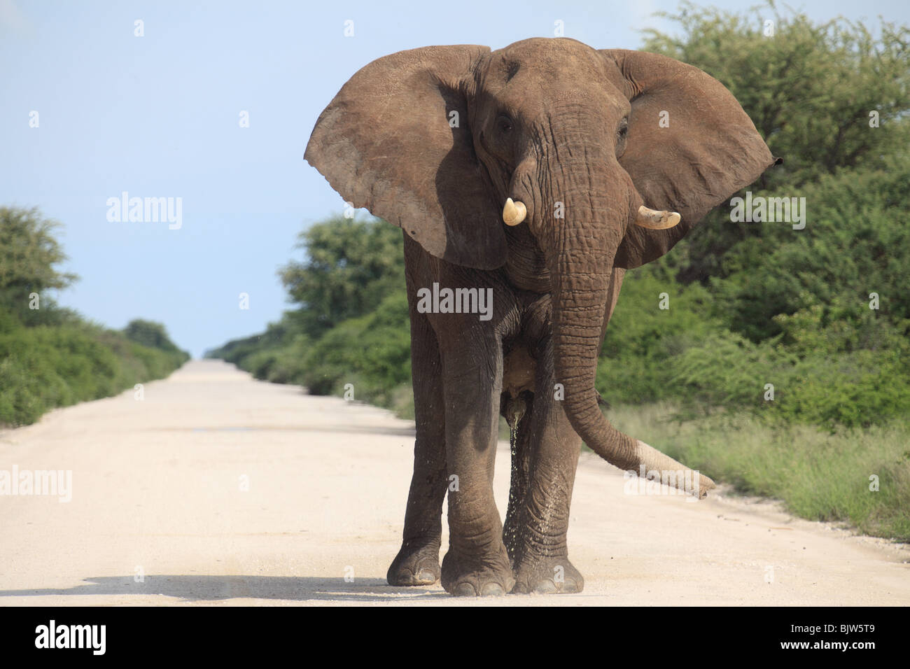 Aggressive elephant hi-res stock photography and images - Alamy