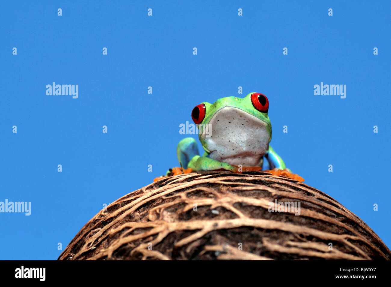 Blue eyed tree frog hi-res stock photography and images - Alamy