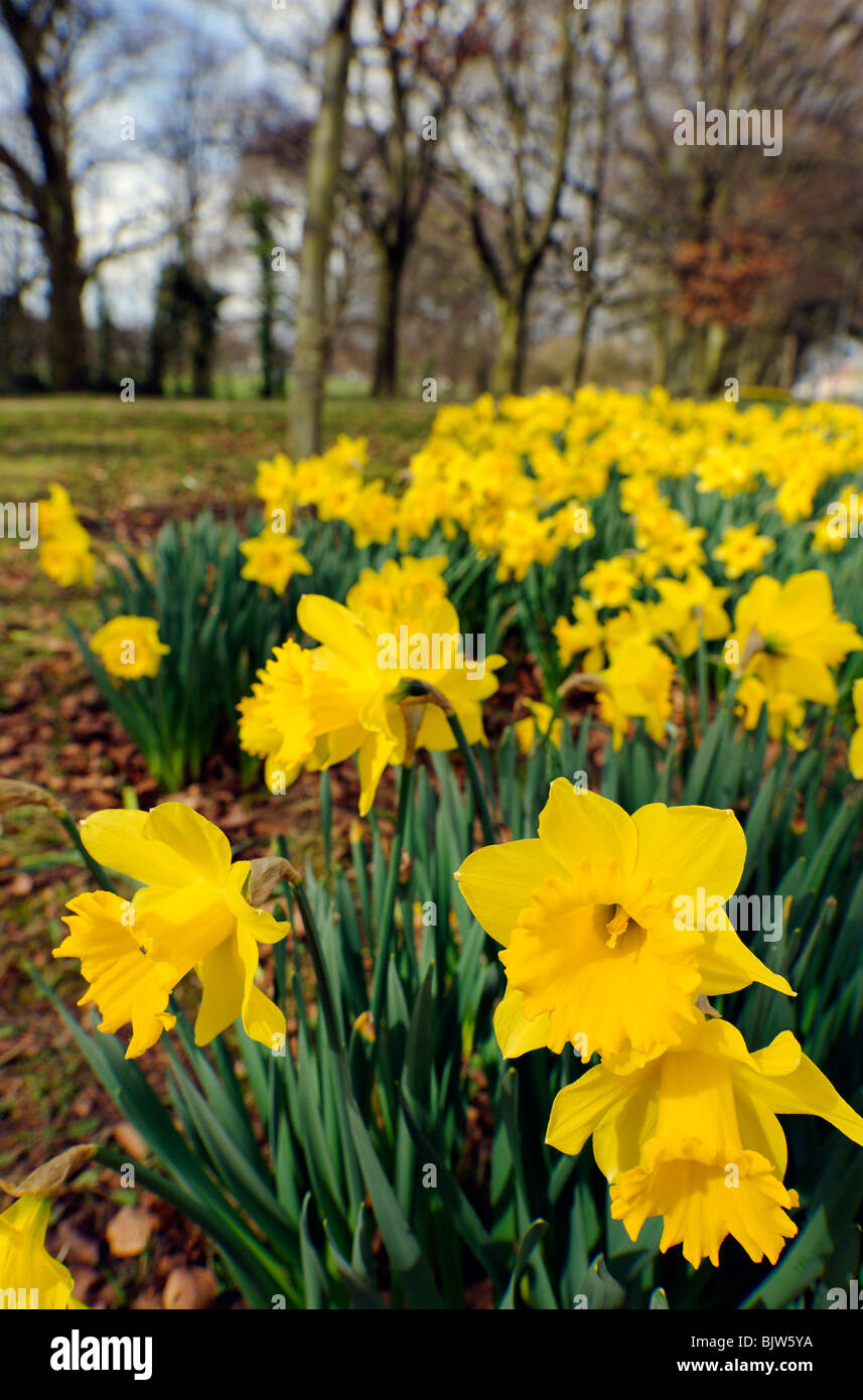 A group of cheerful spring daffodils outside in natural setting Stock ...