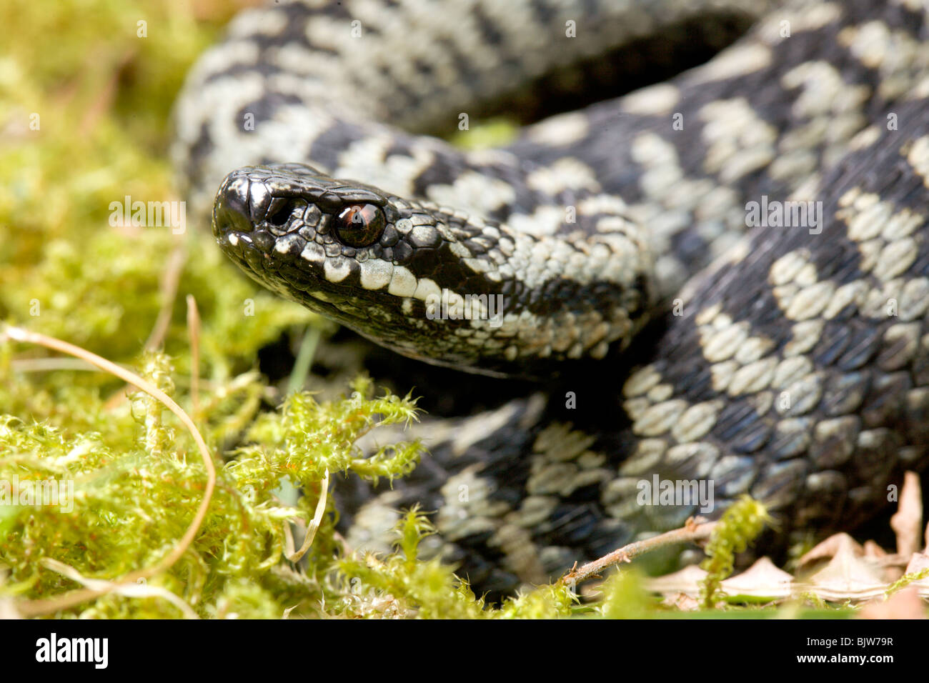 Male Adder, Derbyshire Stock Photo - Alamy