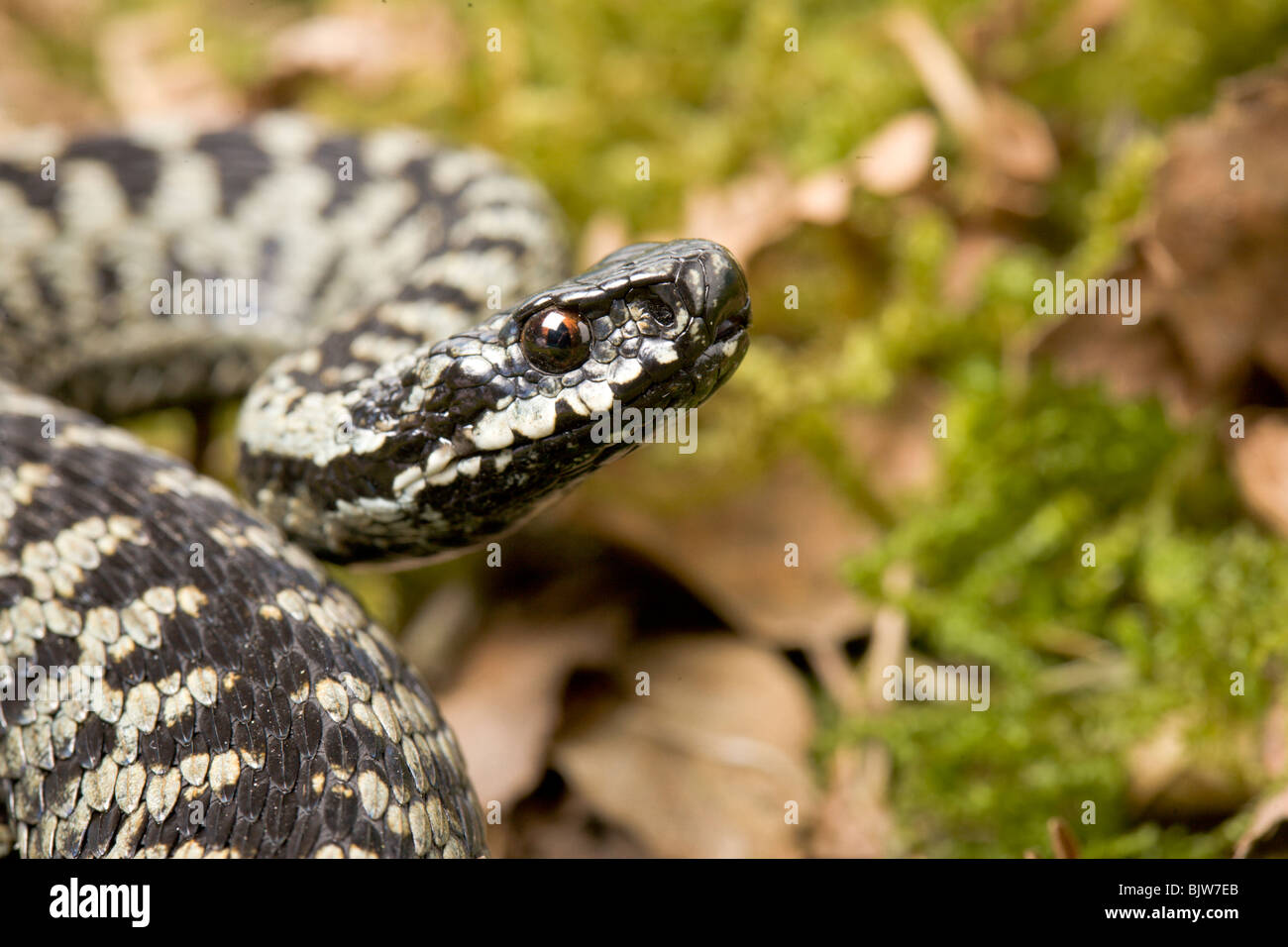 Male adder hi-res stock photography and images - Alamy