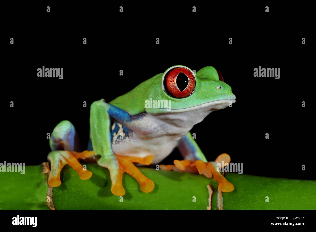 One eyed creatures hi-res stock photography and images - Alamy