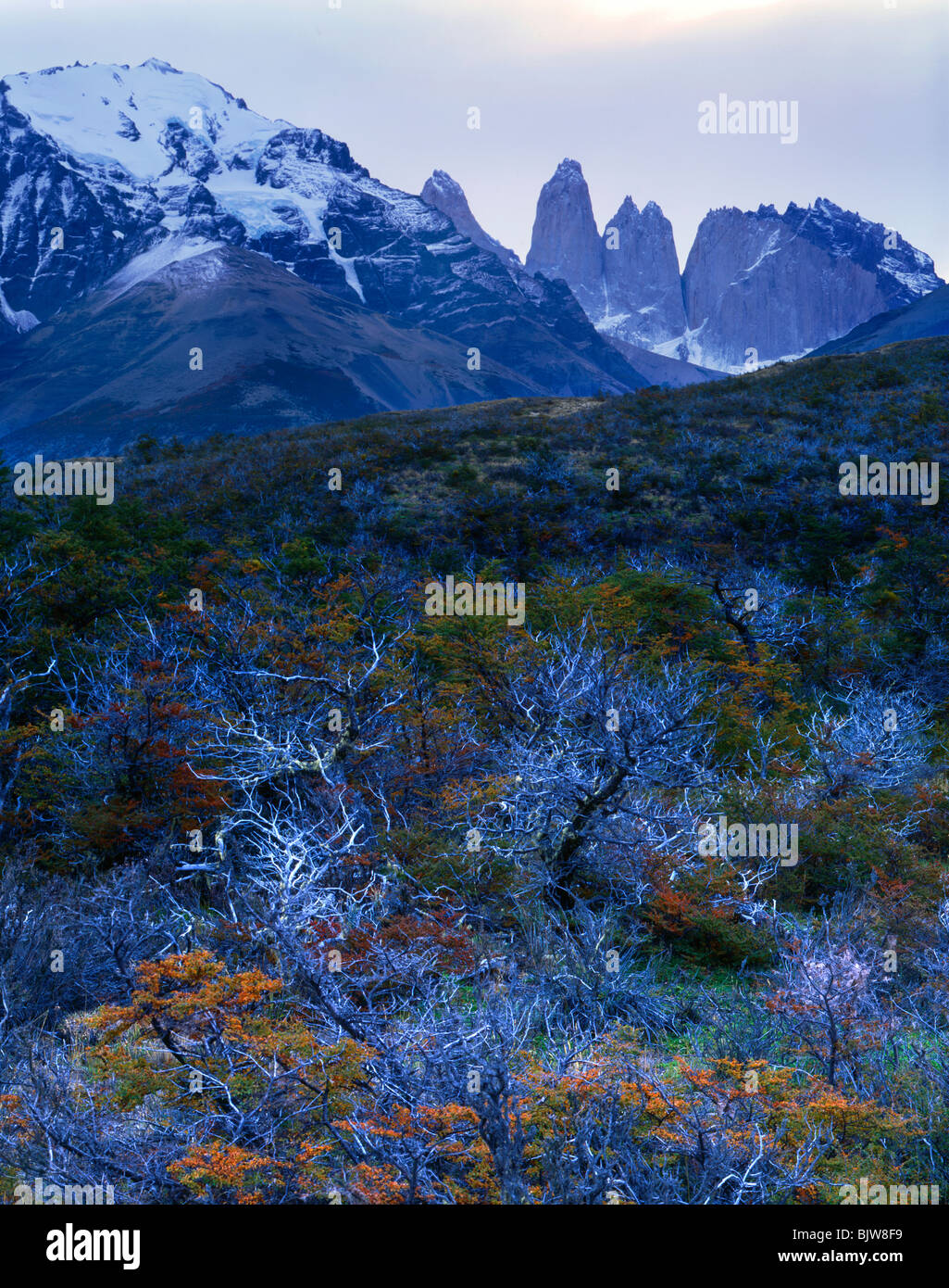Eerie Autumn Trees at Dusk Torres del Paine National Park Chile Stock ...
