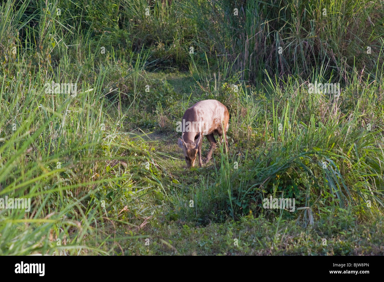Hog Deer (Axis porcinus) in Kaziranga National Park, India Stock Photo ...