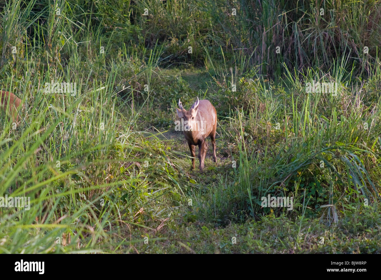 Hog Deer (Axis porcinus) in Kaziranga National Park, India Stock Photo ...