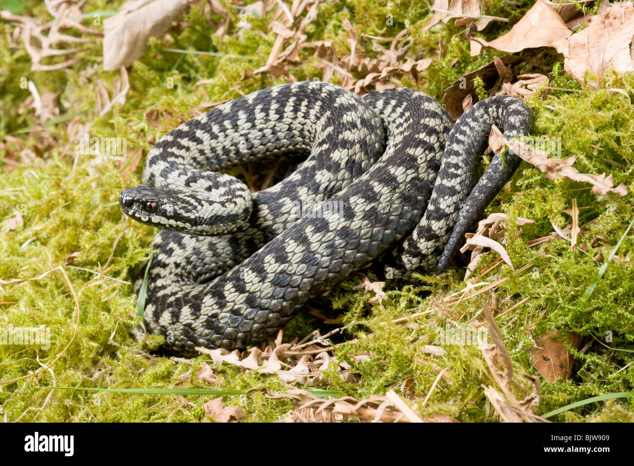 Male Adder, Derbyshire Stock Photo - Alamy