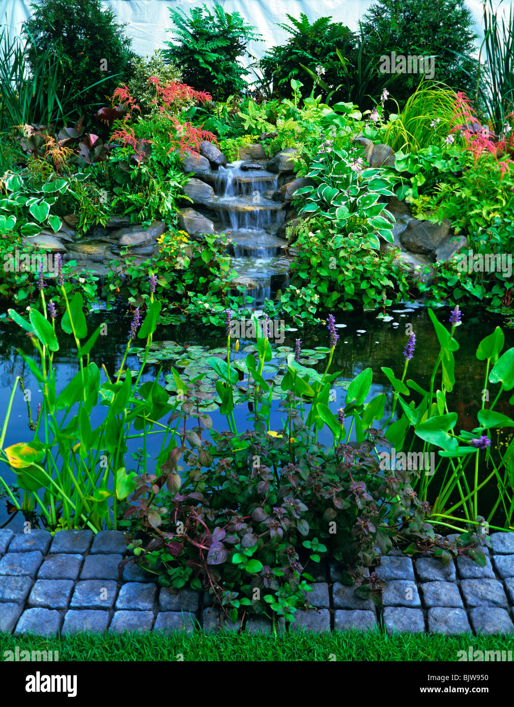 Colourful water garden with flower borders in summer Stock Photo - Alamy