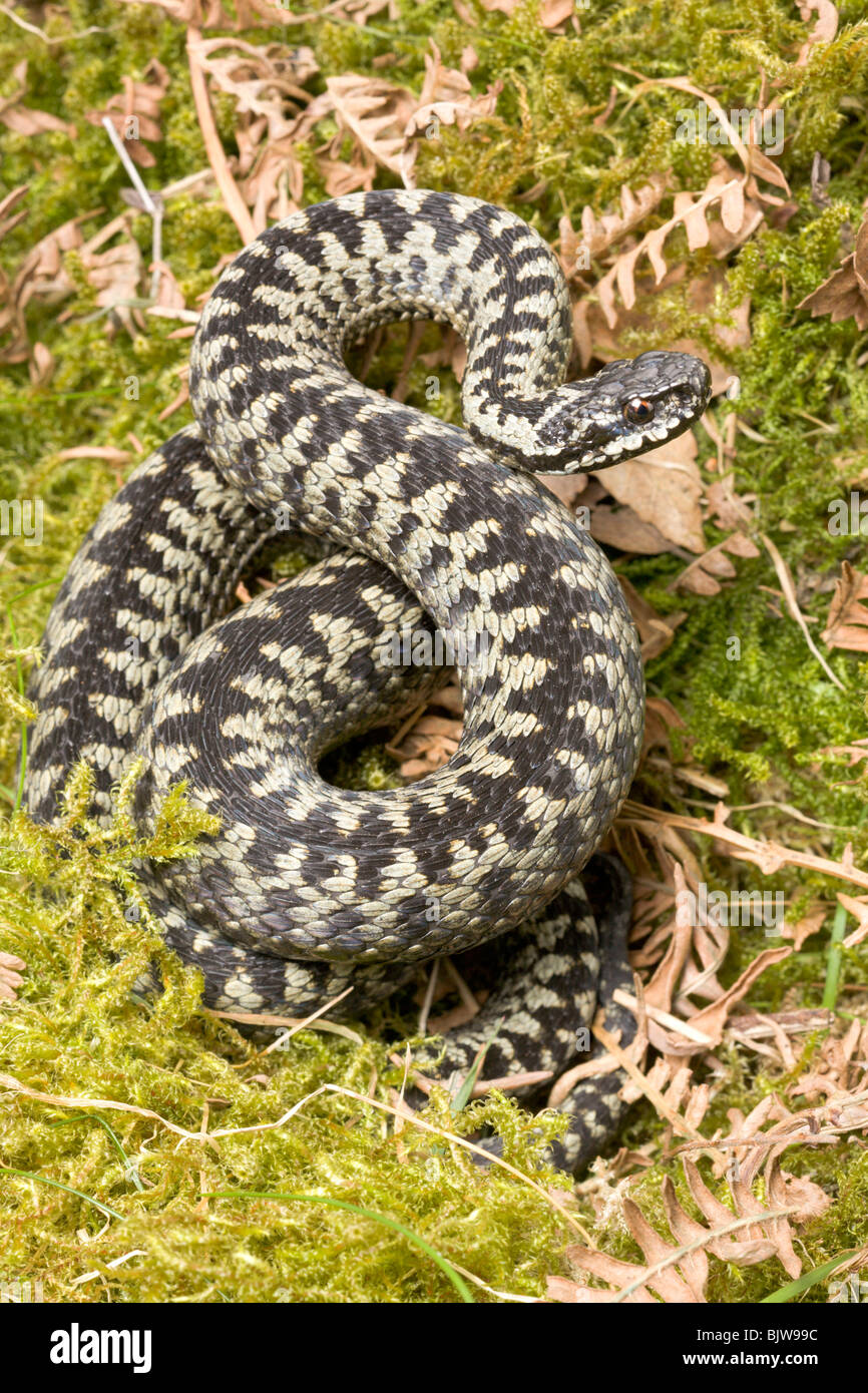 Adder hi-res stock photography and images - Alamy