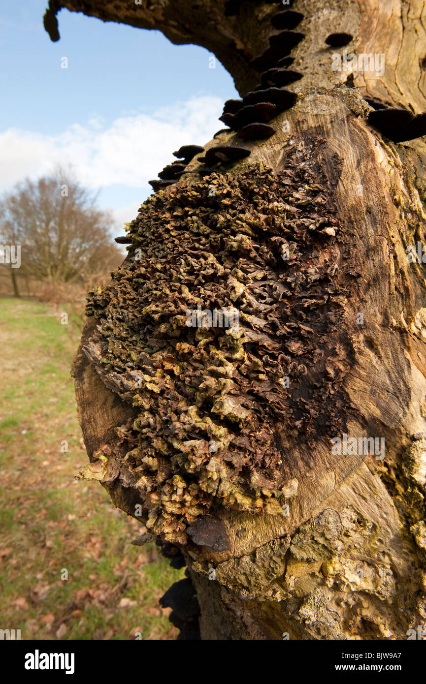 Wood rotting fungi hi-res stock photography and images - Alamy