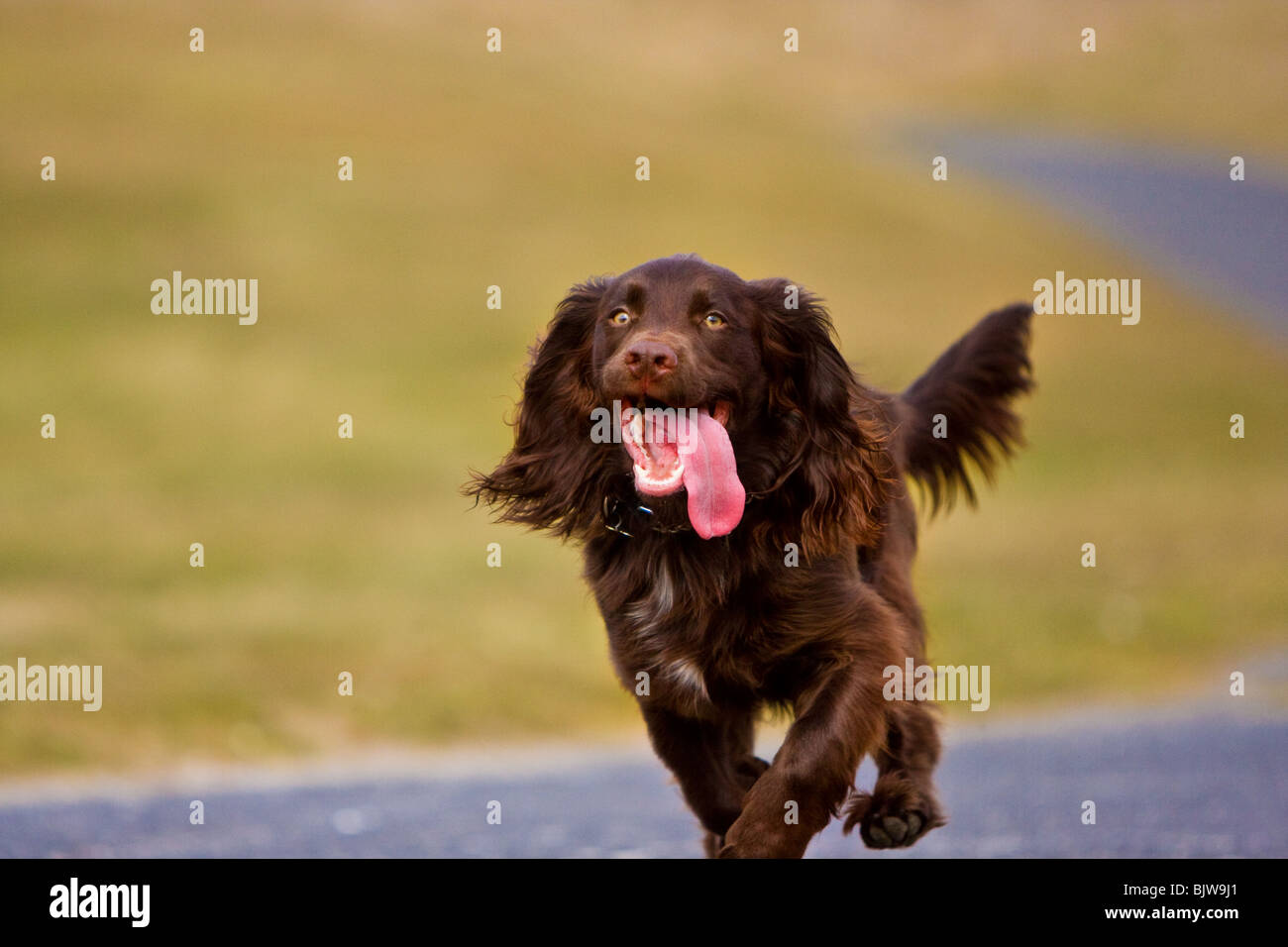 Working Cocker Spaniel Stock Photo - Alamy