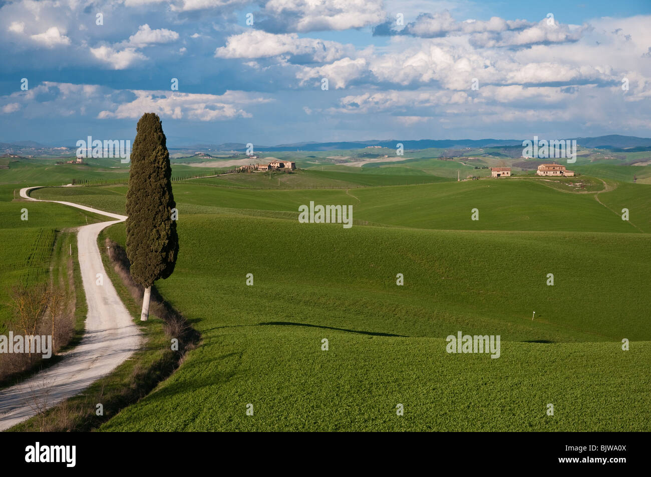 Lonely cypress tree, Corsanello, Siena, Tuscany, Italy Stock Photo - Alamy