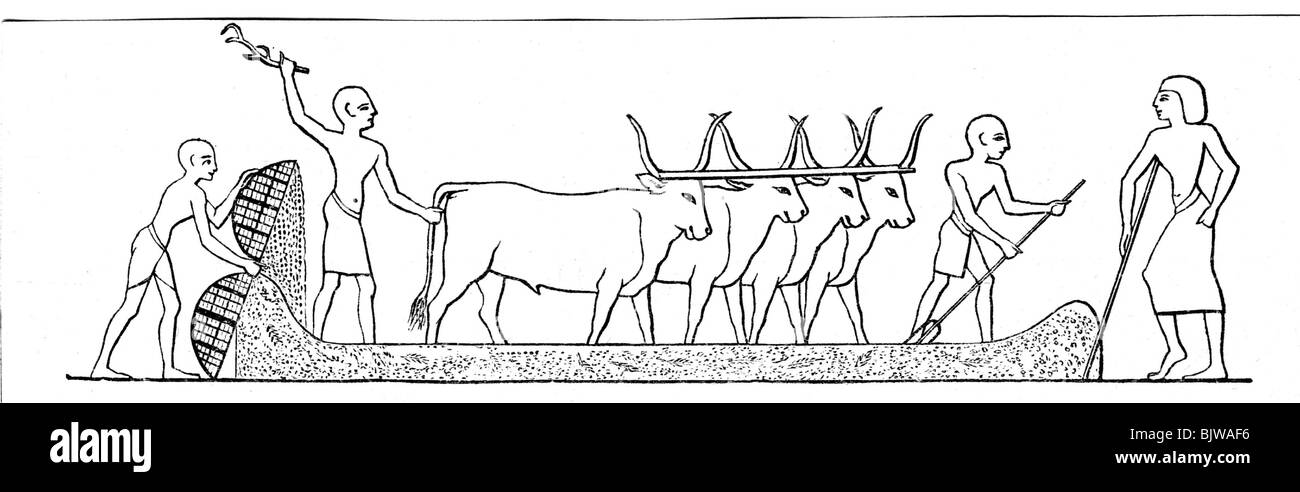 agriculture, field work, harvest, corn , flailing by cattle, Egypt ...