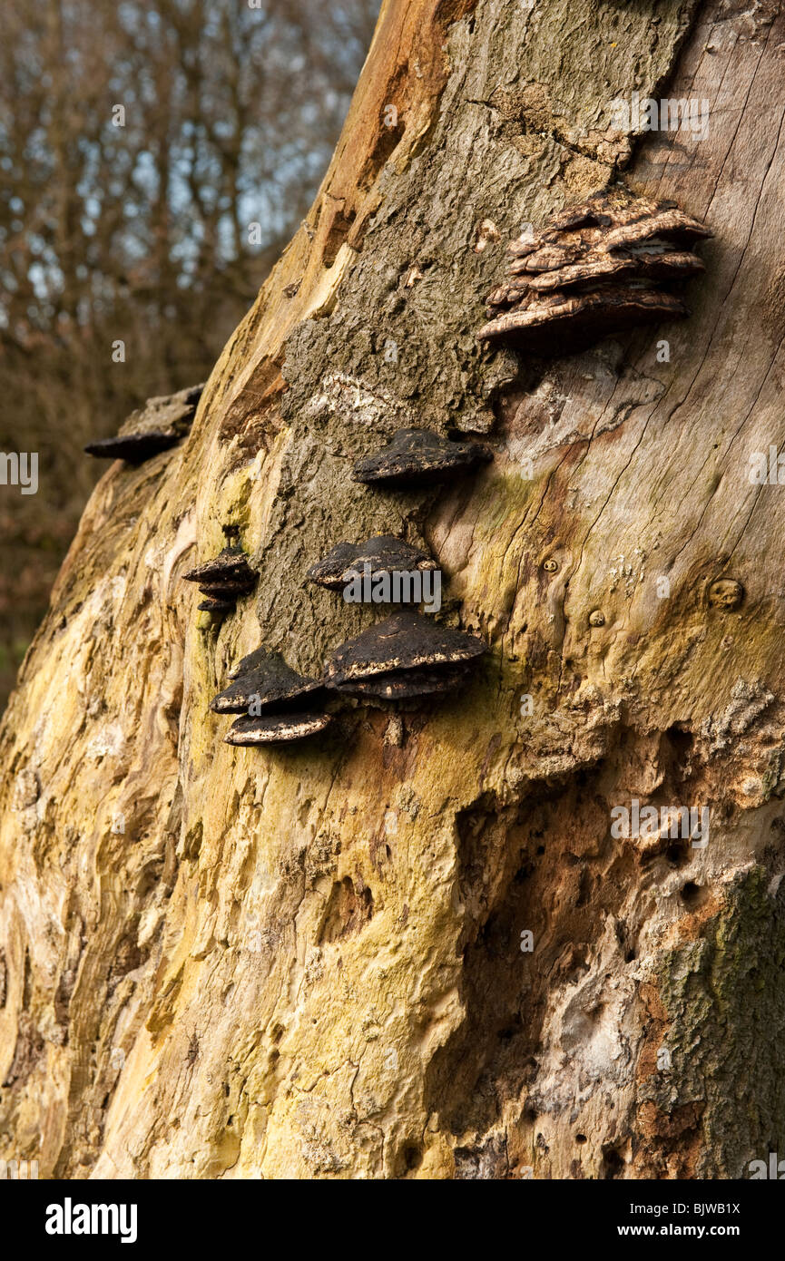 Fungi on dead tree trunk Stock Photo - Alamy