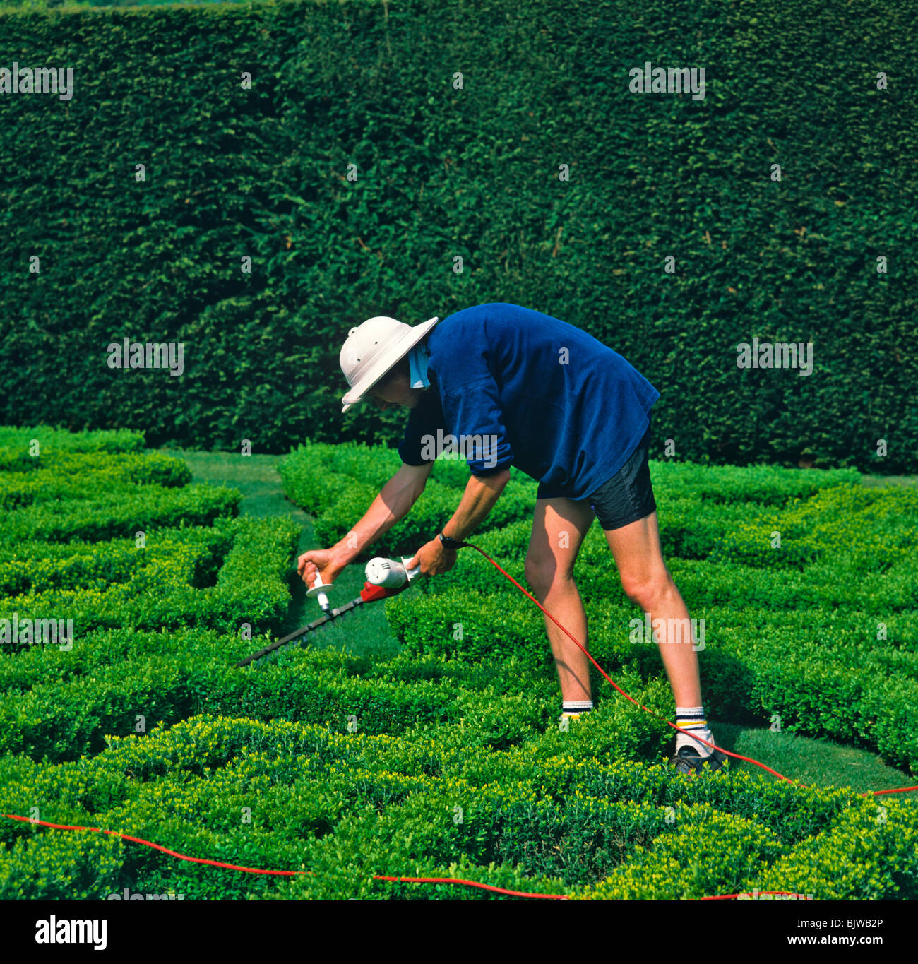 A gardener trimming the box hedging in a decorative parterre Stock ...