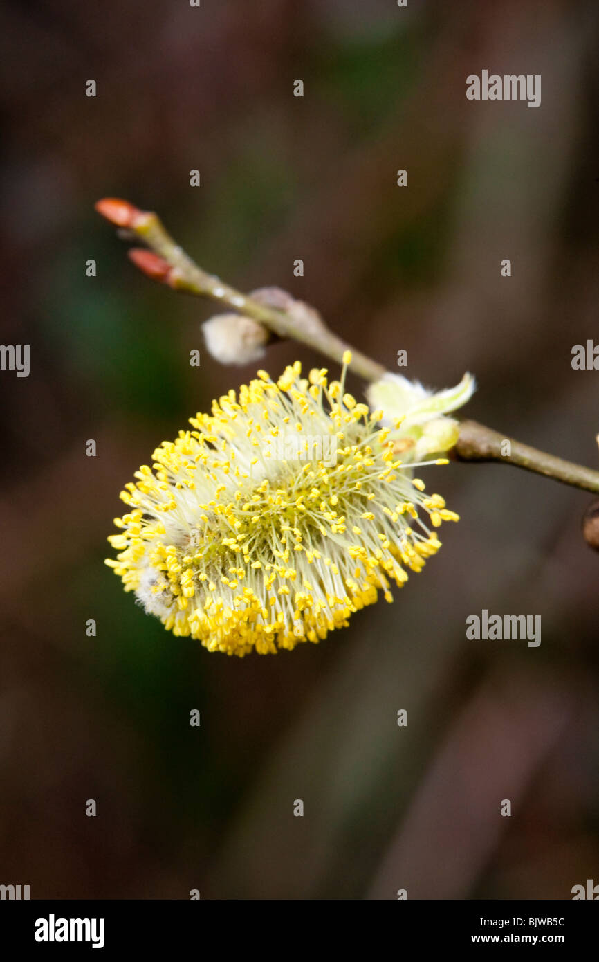 Goat Willow Salix caprea, female catkin in flower, Kent, UK, spring ...