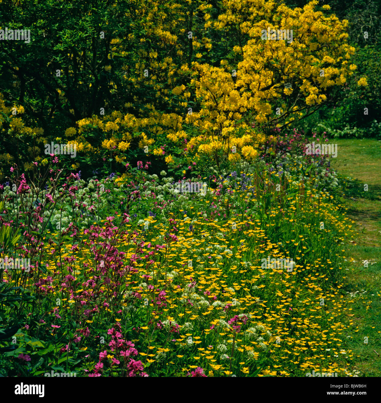 A display of wild natural planting of flowers Stock Photo - Alamy