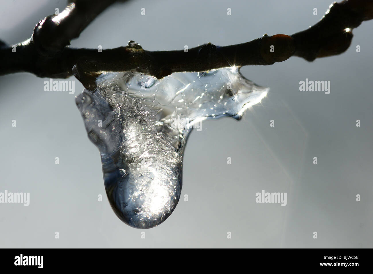 Frozen water ice droplets on tree branch close up in winter outdoors ...