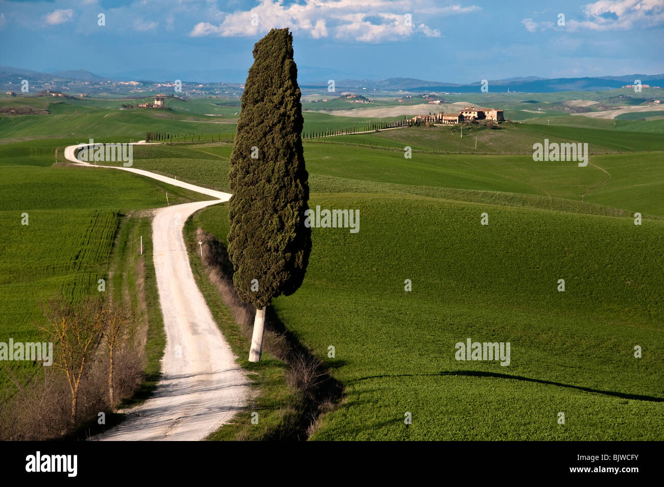 Tuscany cypress tree hi-res stock photography and images - Alamy