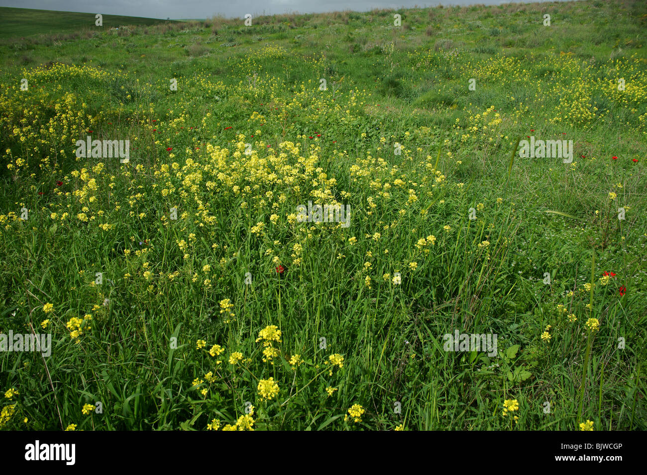 Flower Wild Field Stock Photo - Alamy