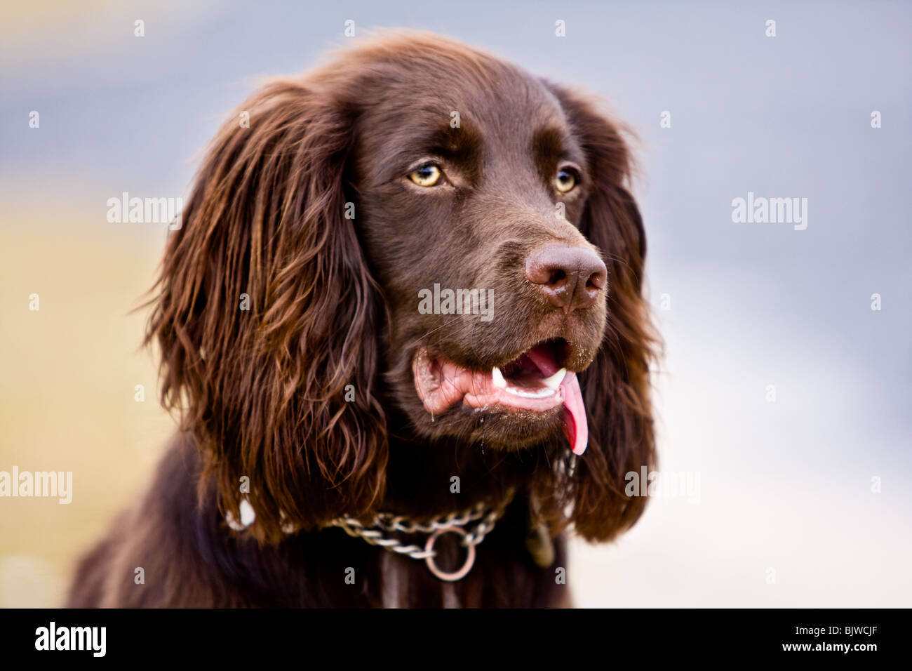 Chocolate brown cocker spaniel hi-res stock photography and images - Alamy
