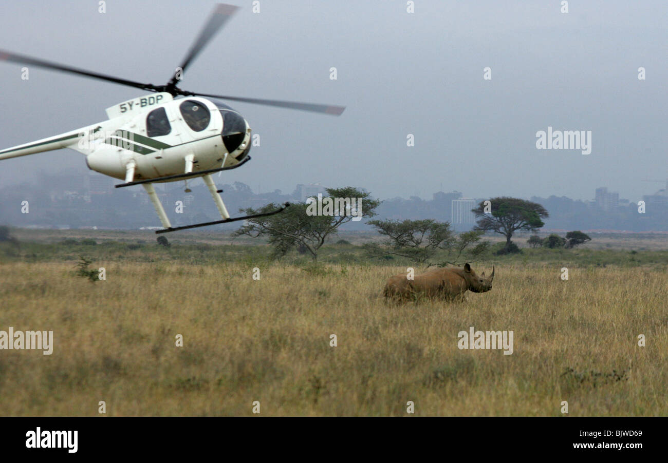 Using a helicopter to catch a Rhinoceros in Kenya National Park Stock ...