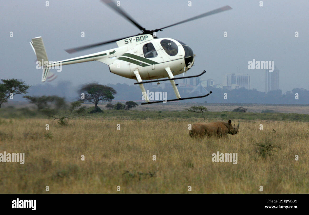 Using a helicopter to catch a Rhinoceros in Kenya National Park Stock ...