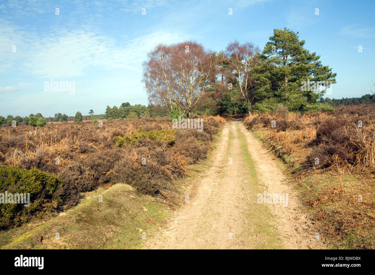 Track crossing heathland Suffolk Sandlings Hollesley Common Stock Photo ...