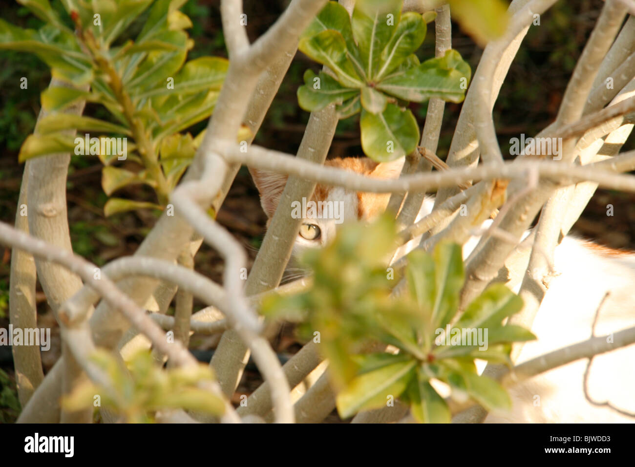 Domestic cat hunting in the garden Stock Photo - Alamy