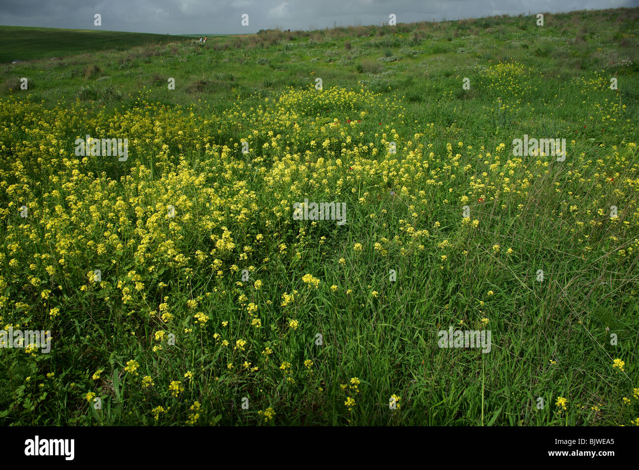 Flower Wild Field Stock Photo - Alamy