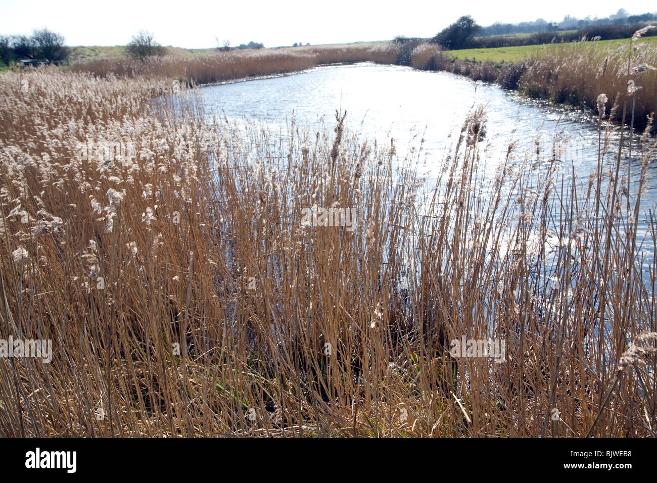 Drainage ditch with reed hi-res stock photography and images - Alamy