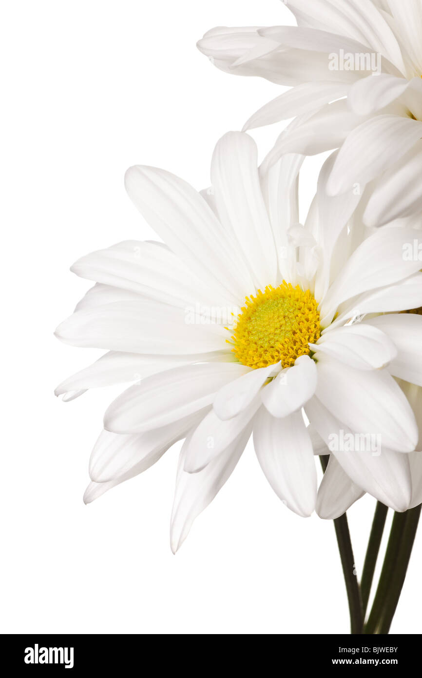 daisy isolated on a pure white background Stock Photo - Alamy