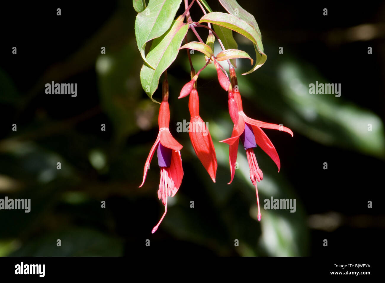 Native fuchsia plant hi-res stock photography and images - Alamy