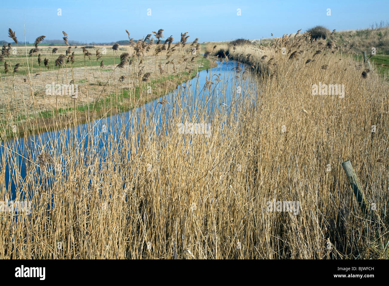 Marshes and drainage ditches hollesley suffolk england ditch reed hi ...