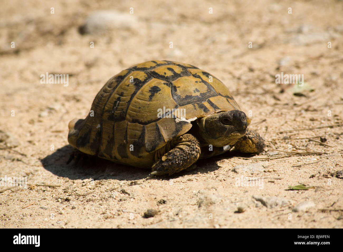 Home tortoises hi-res stock photography and images - Alamy