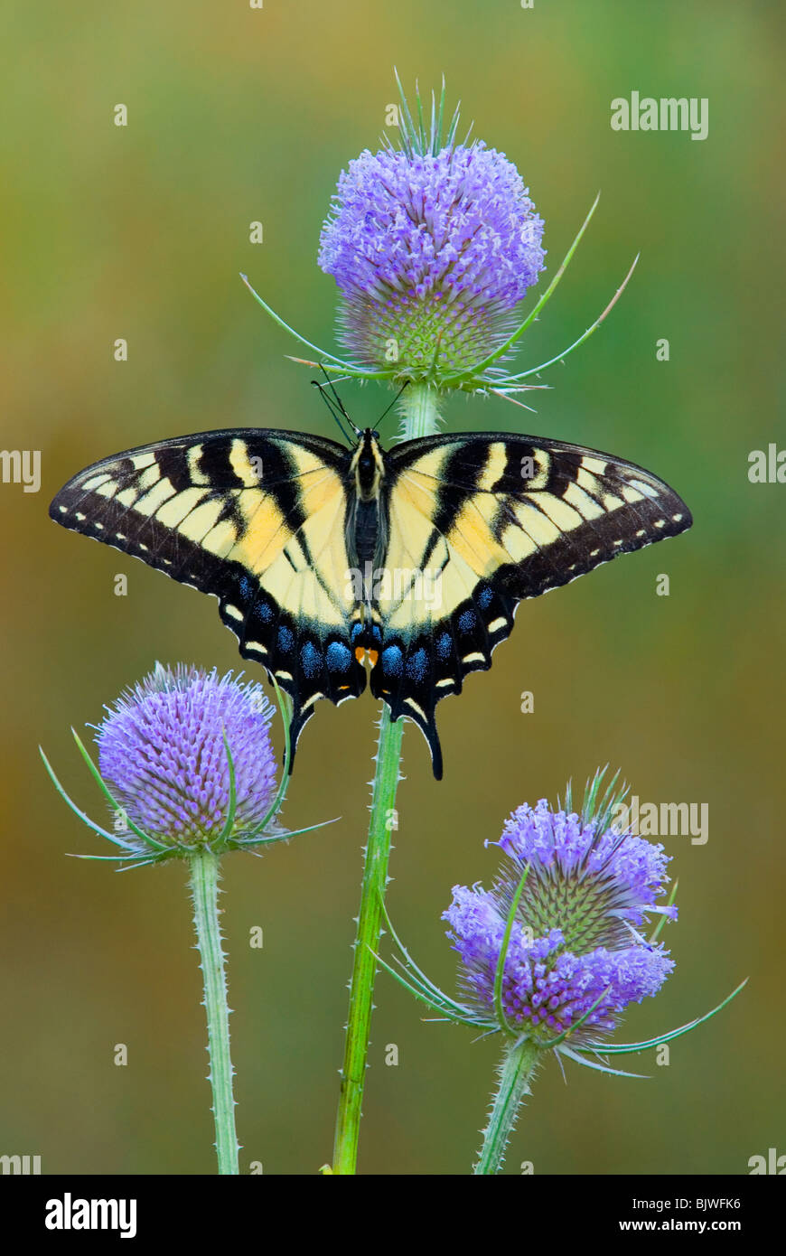 Eastern Tiger Swallowtail Butterfly Papilio glaucus on Teasel Eastern ...